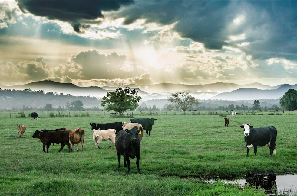 Roger Stuart Photographer Aftermath - ALEX STUART